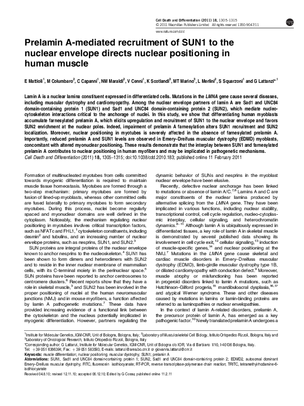 (PDF) Prelamin A-mediated recruitment of SUN1 to the nuclear envelope ...