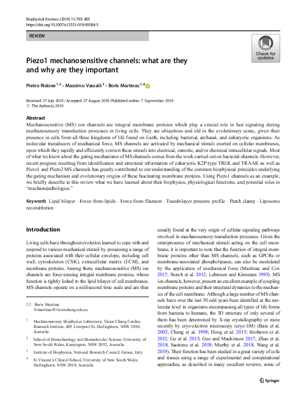 (PDF) Piezo1 mechanosensitive channels: what are they and why are they important