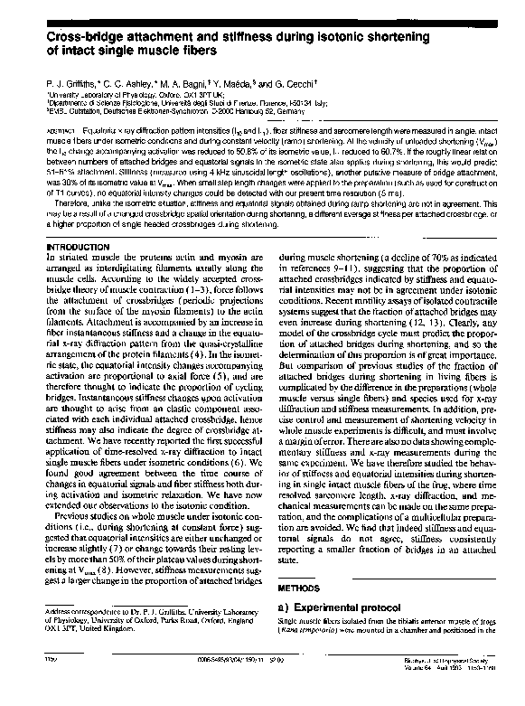 (PDF) Cross-bridge attachment and stiffness during isotonic shortening ...