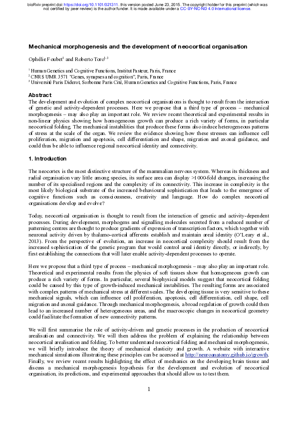 (PDF) Mechanical morphogenesis and the development of neocortical organisation