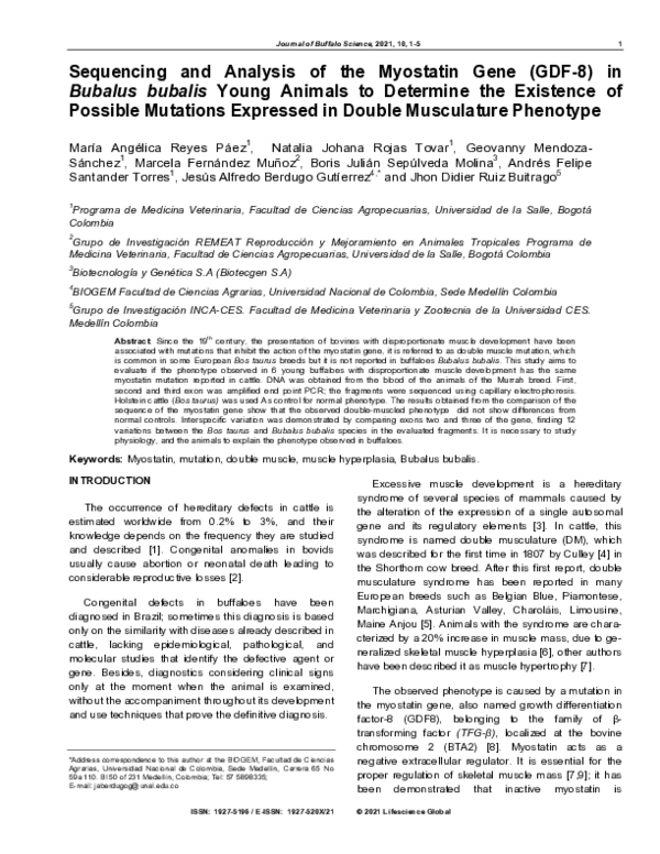 (PDF) Possible Mutations Expressed in Double Musculature Phenotype
