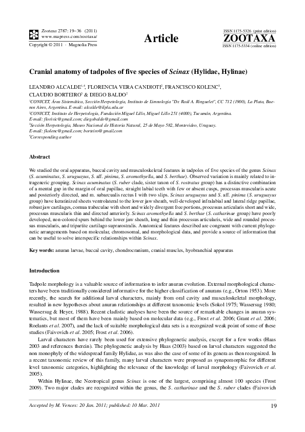 (PDF) Cranial anatomy of tadpoles of five species of Scinax (Hylidae ...