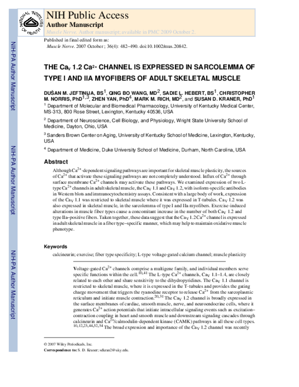(PDF) The CaV 1.2 Ca2+ channel is expressed in sarcolemma of type I and ...