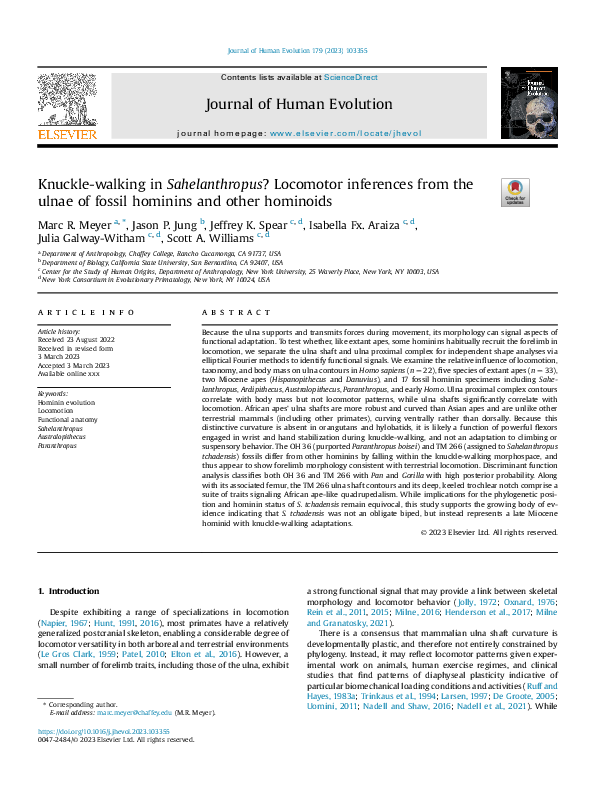 (PDF) Knuckle-walking in Sahelanthropus? Locomotor inferences from the ...