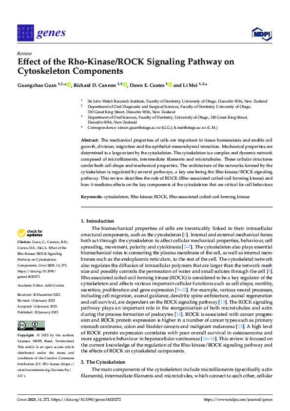(PDF) Effect of the Rho-Kinase/ROCK Signaling Pathway on Cytoskeleton ...