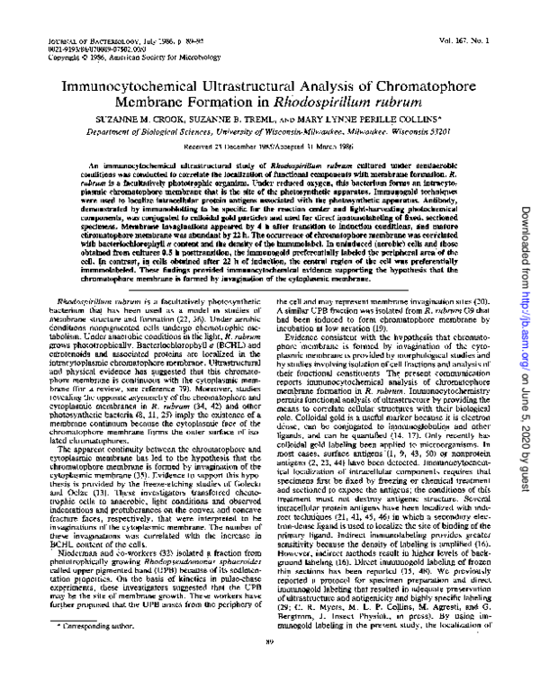 (PDF) Immunocytochemical ultrastructural analysis of chromatophore ...