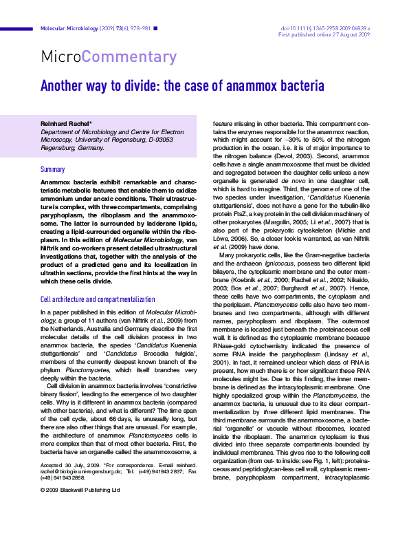(PDF) Another way to divide: the case of anammox bacteria