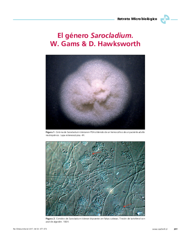 (PDF) El género Sarocladium. W. Gams & D. Hawksworth
