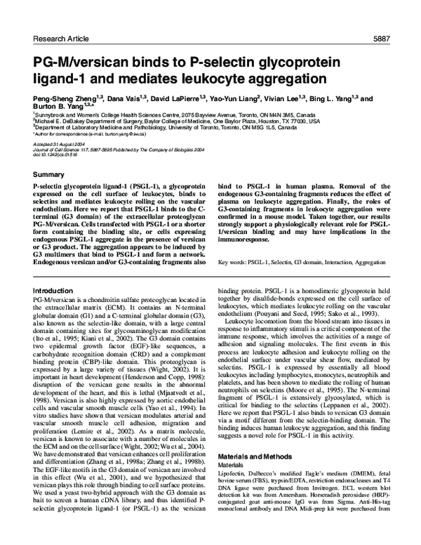 Pdf Pg M Versican Binds To P Selectin Glycoprotein Ligand 1 And Mediates Leukocyte Aggregation