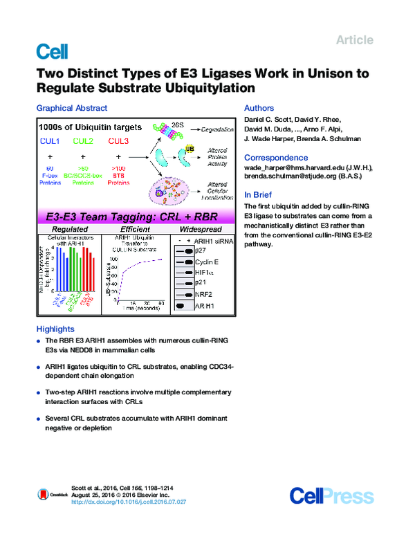 (PDF) Two Distinct Types of E3 Ligases Work in Unison to Regulate ...