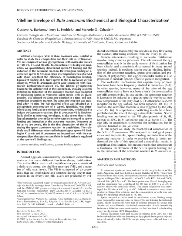 (PDF) Vitelline Envelope of Bufo arenarum: Biochemical and Biological ...