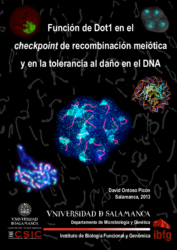 (PDF) Función de Dot1 en el checkpoint de recombinación meiótica y en ...