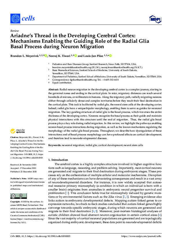 (PDF) Ariadne’s Thread in the Developing Cerebral Cortex: Mechanisms ...