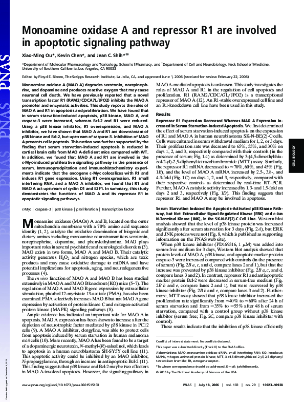 (PDF) Monoamine oxidase A and repressor R1 are involved in apoptotic ...