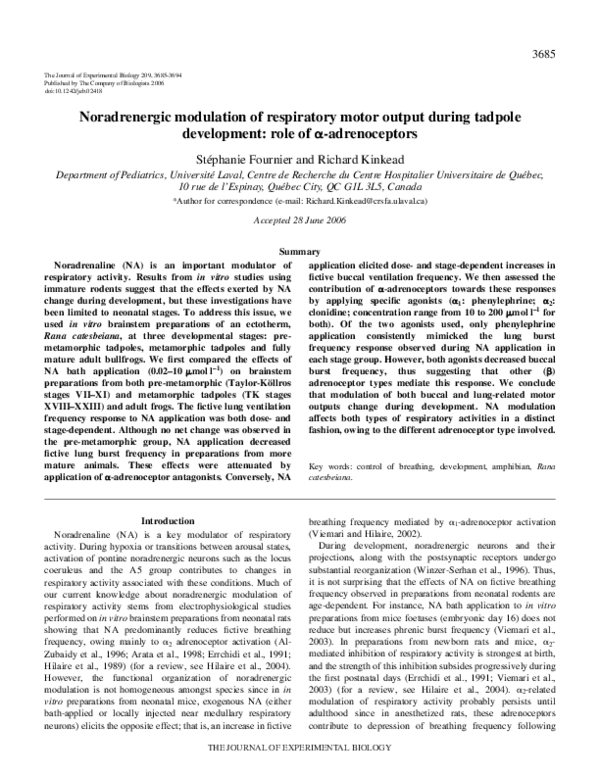 (PDF) Noradrenergic modulation of respiratory motor output during ...