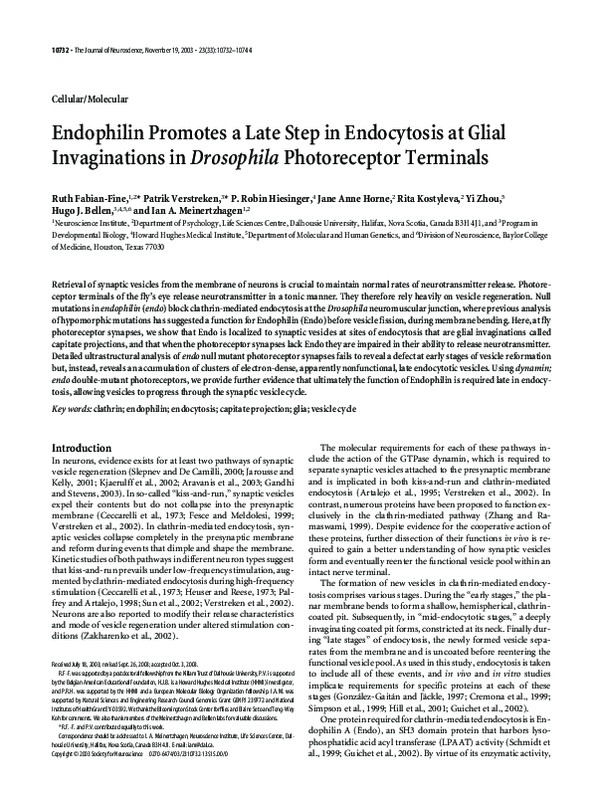 (PDF) Endophilin Promotes a Late Step in Endocytosis at Glial ...