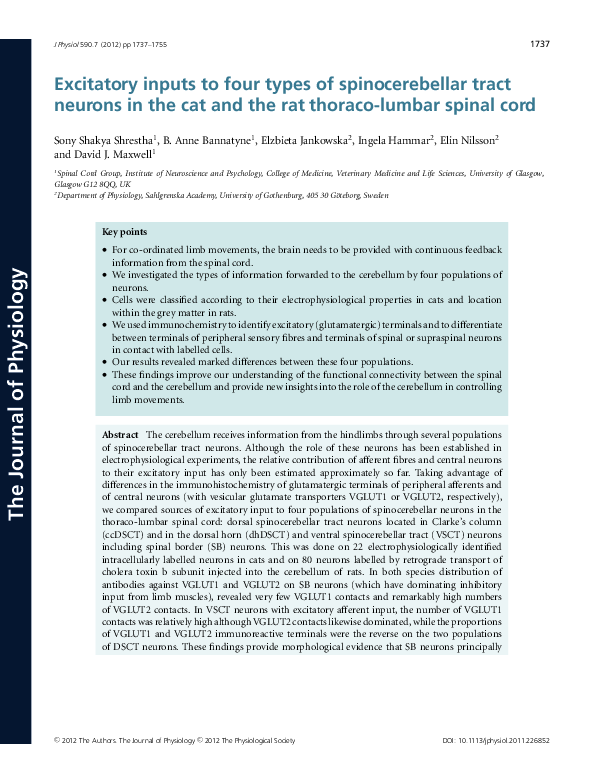 (PDF) Excitatory inputs to four types of spinocerebellar tract neurons ...