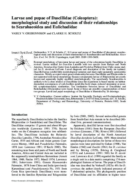 (PDF) Larvae and pupae of Dascillidae (Coleoptera): morphological study ...