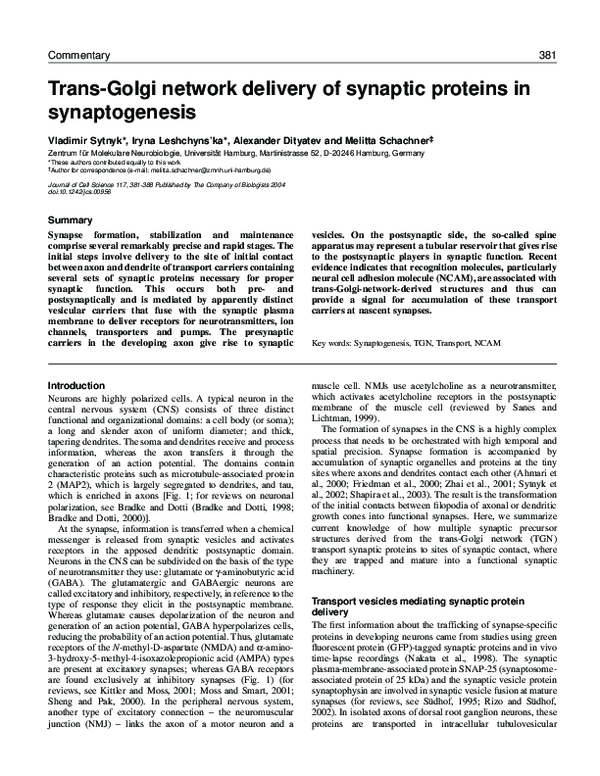 (PDF) Trans-Golgi network delivery of synaptic proteins in synaptogenesis
