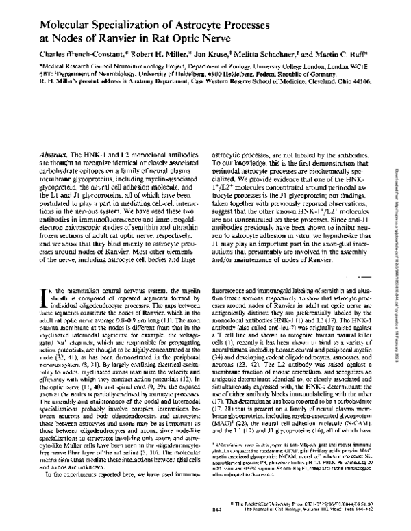 (PDF) Molecular specialization of astrocyte processes at nodes of ...