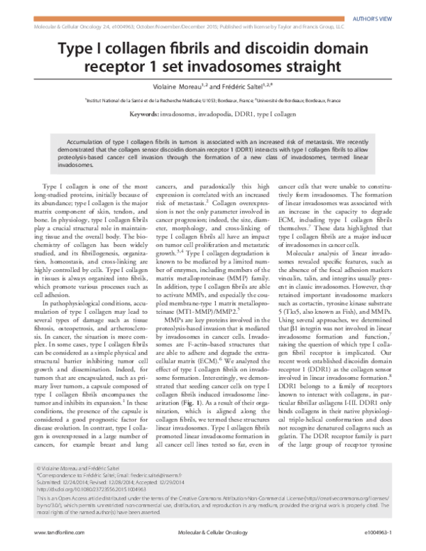 (PDF) Type I collagen fibrils and discoidin domain receptor 1 set ...