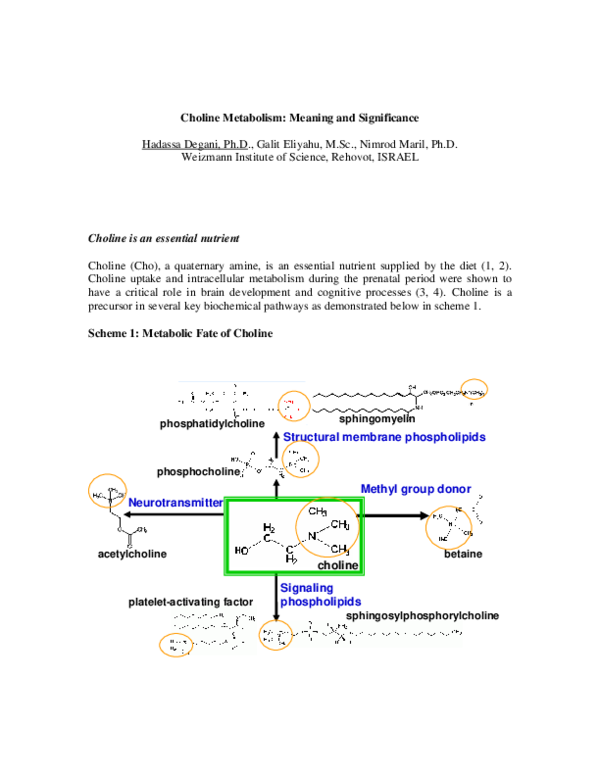 (PDF) Choline Metabolism : Meaning and Significance