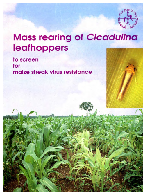 (PDF) Mass rearing of Cicadulina leafhoppers to screen for maize streak ...