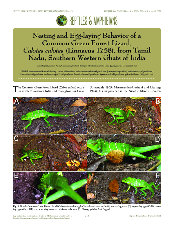 (PDF) Nesting and egg-laying behavior of a Common Green Forest Lizard ...