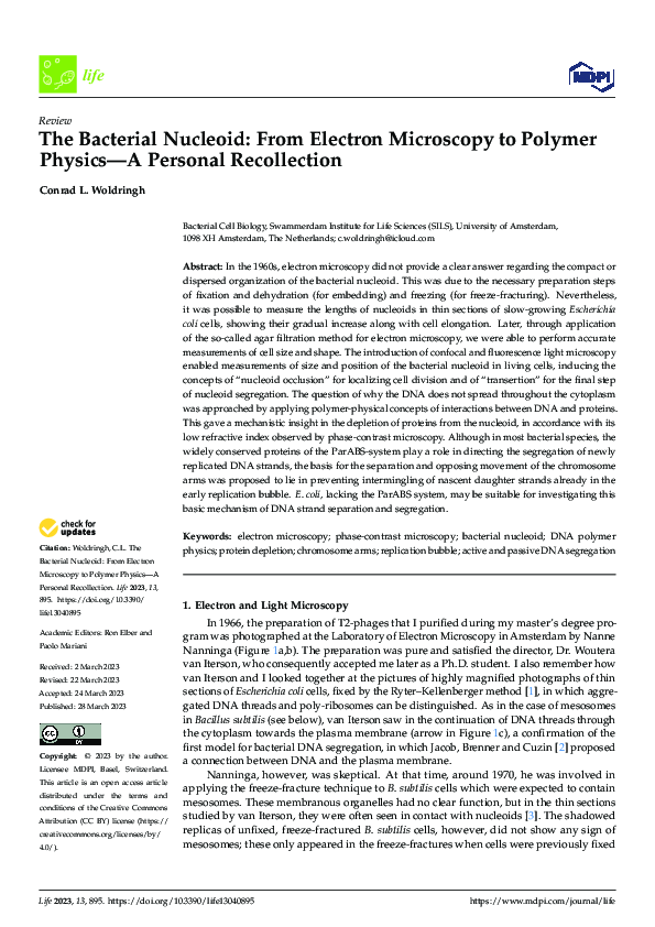 (PDF) The Bacterial Nucleoid: From Electron Microscopy to Polymer ...