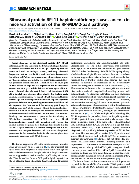 (PDF) Ribosomal protein RPL11 haploinsufficiency causes anemia in mice ...