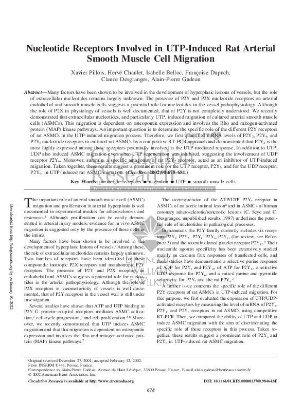 (PDF) Smooth Muscle Cell Migration