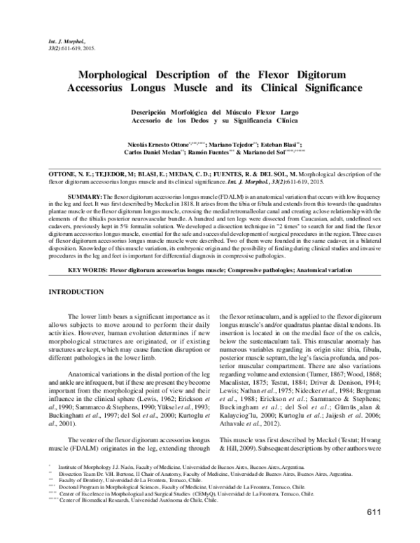 (PDF) Morphological Description of the Flexor Digitorum Accessorius ...