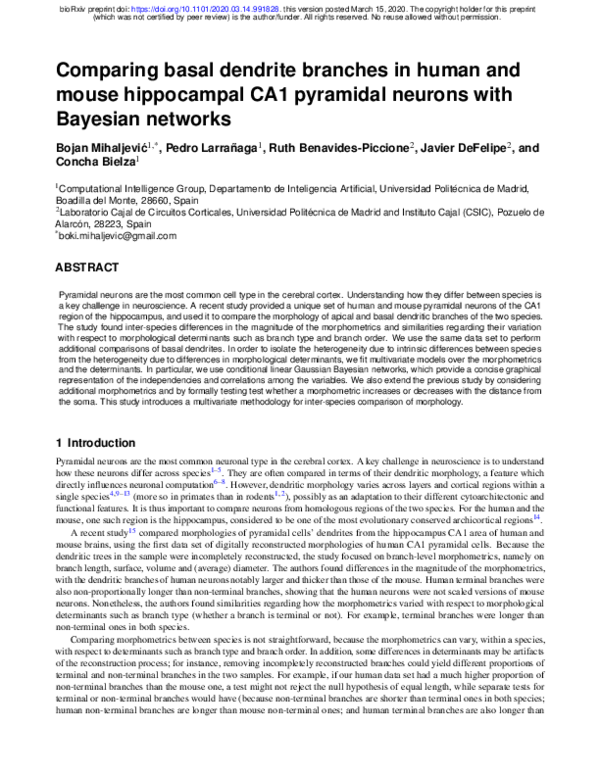 (PDF) Comparing basal dendrite branches in human and mouse hippocampal CA1 pyramidal neurons ...