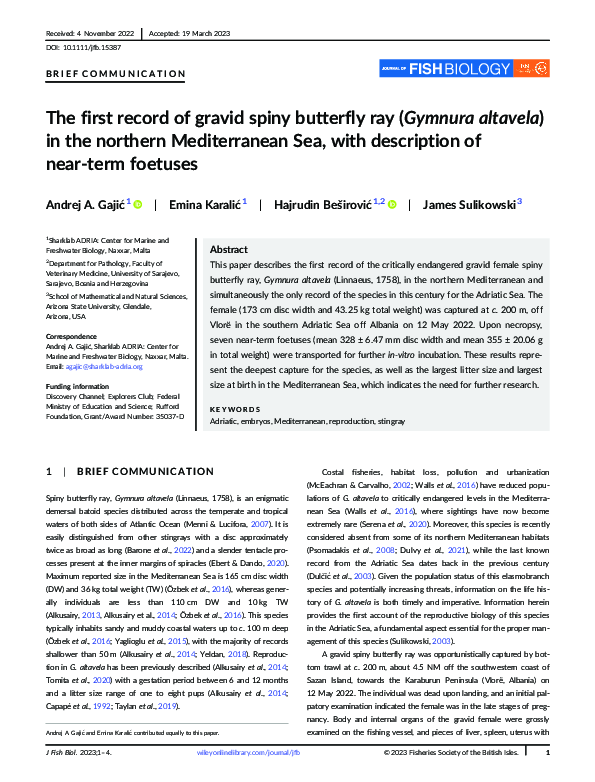 (PDF) The first record of gravid Spiny butterfly ray (Gymnura altavela ...