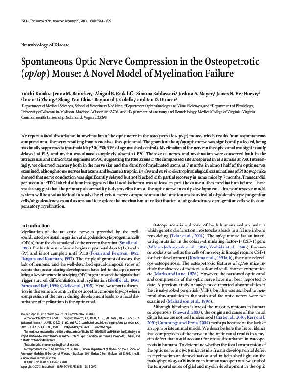 (PDF) Spontaneous optic nerve compression in the osteopetrotic (op/op ...