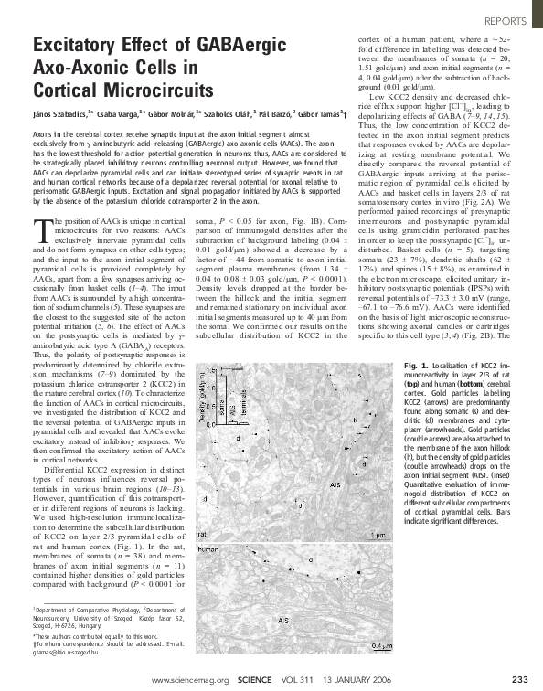 (PDF) Excitatory Effect of GABAergic Axo-Axonic Cells in Cortical Microcircuits
