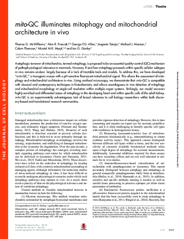 (PDF) mito-QC illuminates mitophagy and mitochondrial architecture in ...