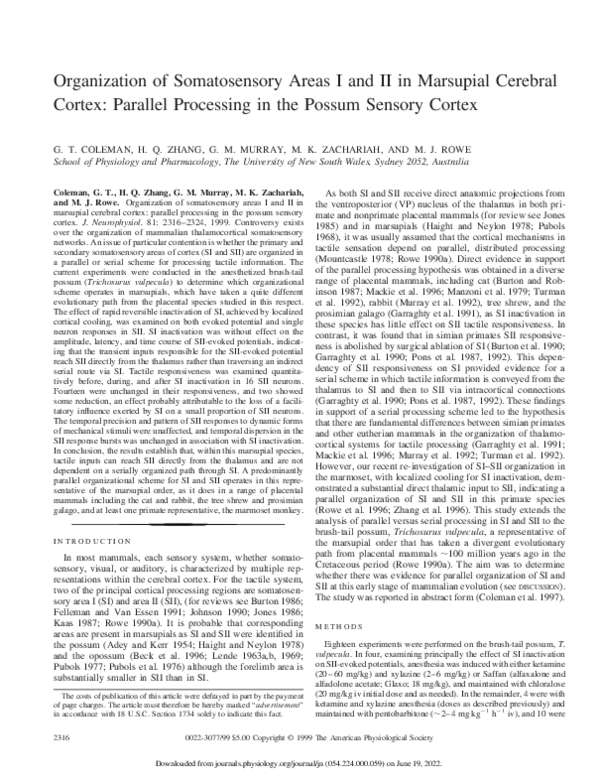 (PDF) Organization of Somatosensory Areas I and II in Marsupial Cerebral Cortex: Parallel ...