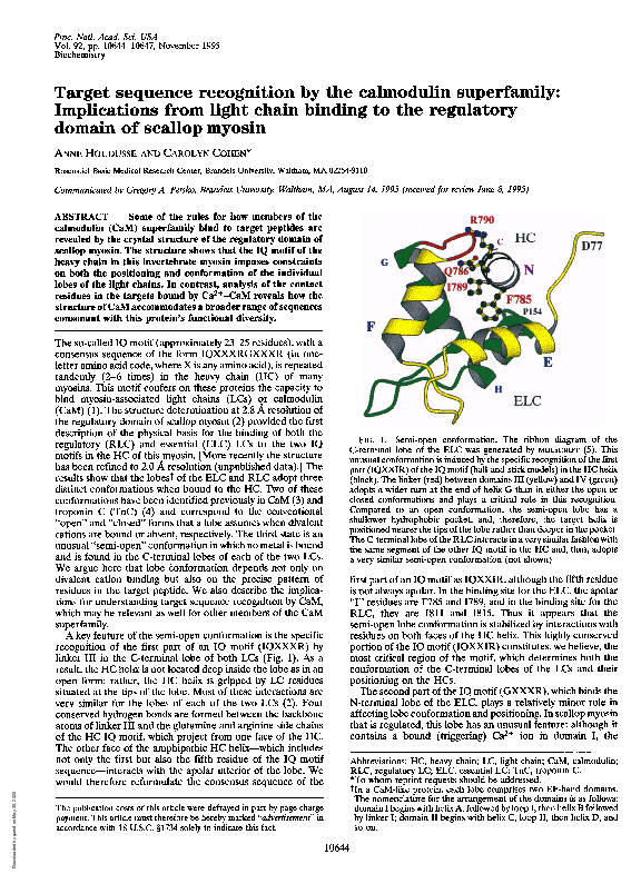 (PDF) Target sequence recognition by the calmodulin superfamily ...
