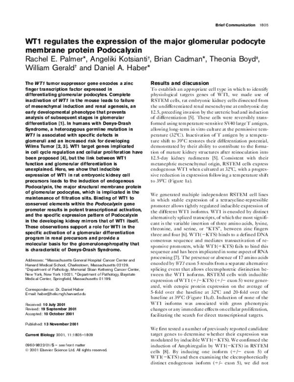 (PDF) WT1 regulates the expression of the major glomerular podocyte ...