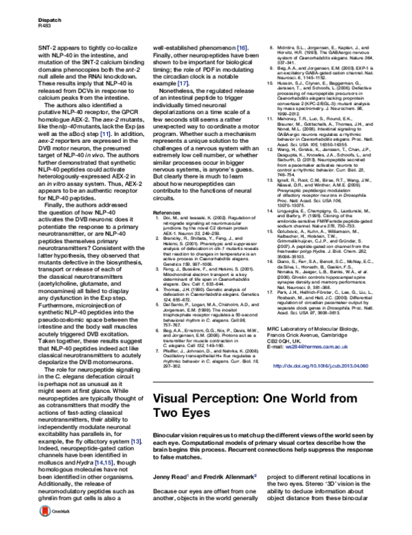 (PDF) Visual Perception: One World from Two Eyes