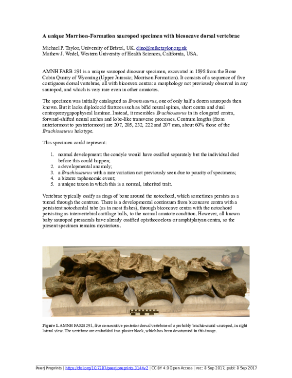 (PDF) A unique Morrison-Formation sauropod specimen with biconcave ...