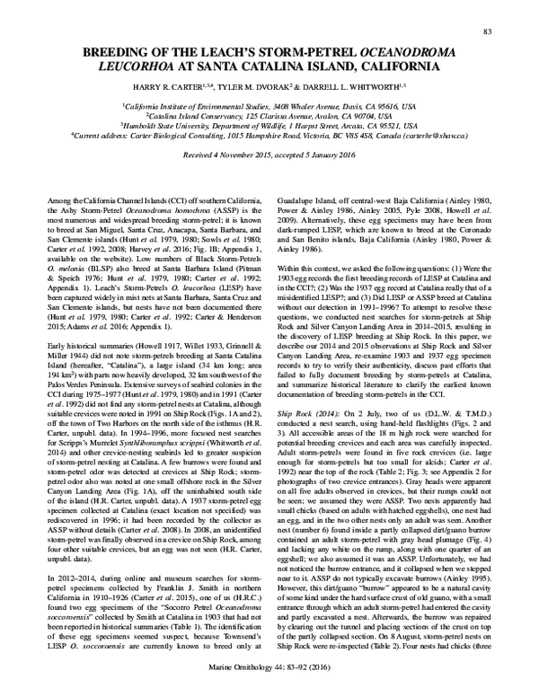 (PDF) Breeding of the Leach's Storm-Petrel Oceanodroma leucorhoa at ...