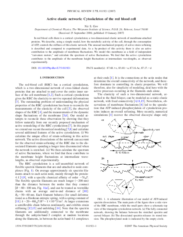 (PDF) Active elastic network: Cytoskeleton of the red blood cell