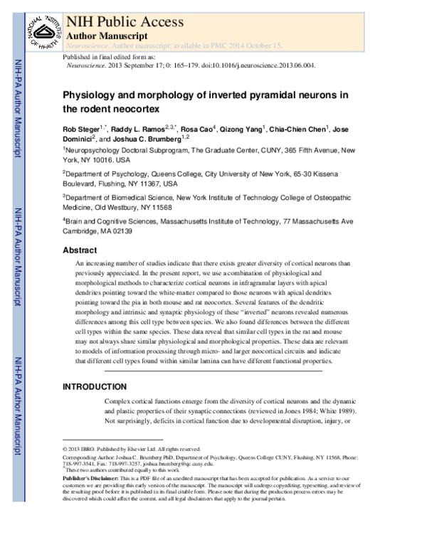 (PDF) Physiology and morphology of inverted pyramidal neurons in the rodent neocortex | Qizong ...