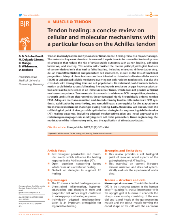 (PDF) Tendon healing: a concise review on cellular and molecular ...