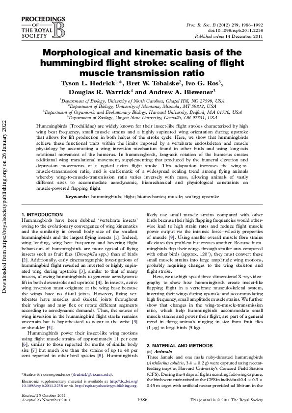 (PDF) Morphological and kinematic basis of the hummingbird flight ...