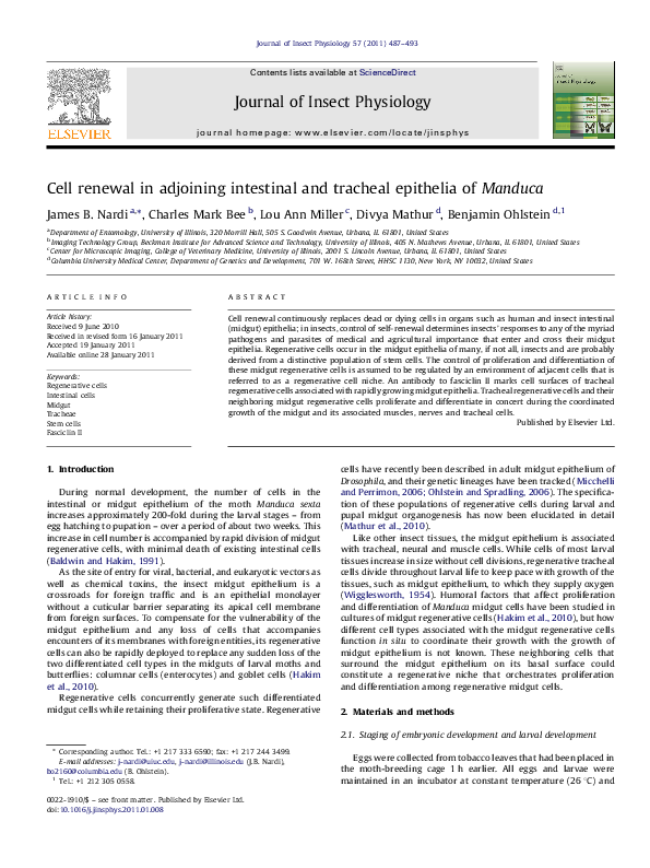 (PDF) Cell renewal in adjoining intestinal and tracheal epithelia of ...