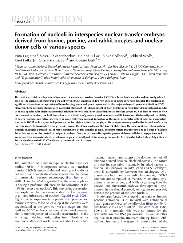 (PDF) Formation of nucleoli in interspecies nuclear transfer embryos ...
