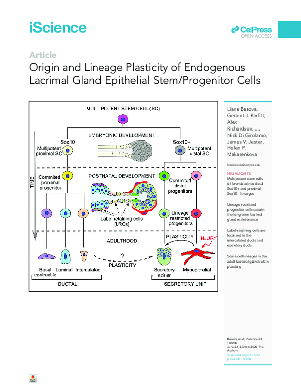 (PDF) Origin and Lineage Plasticity of Endogenous Lacrimal Gland ...
